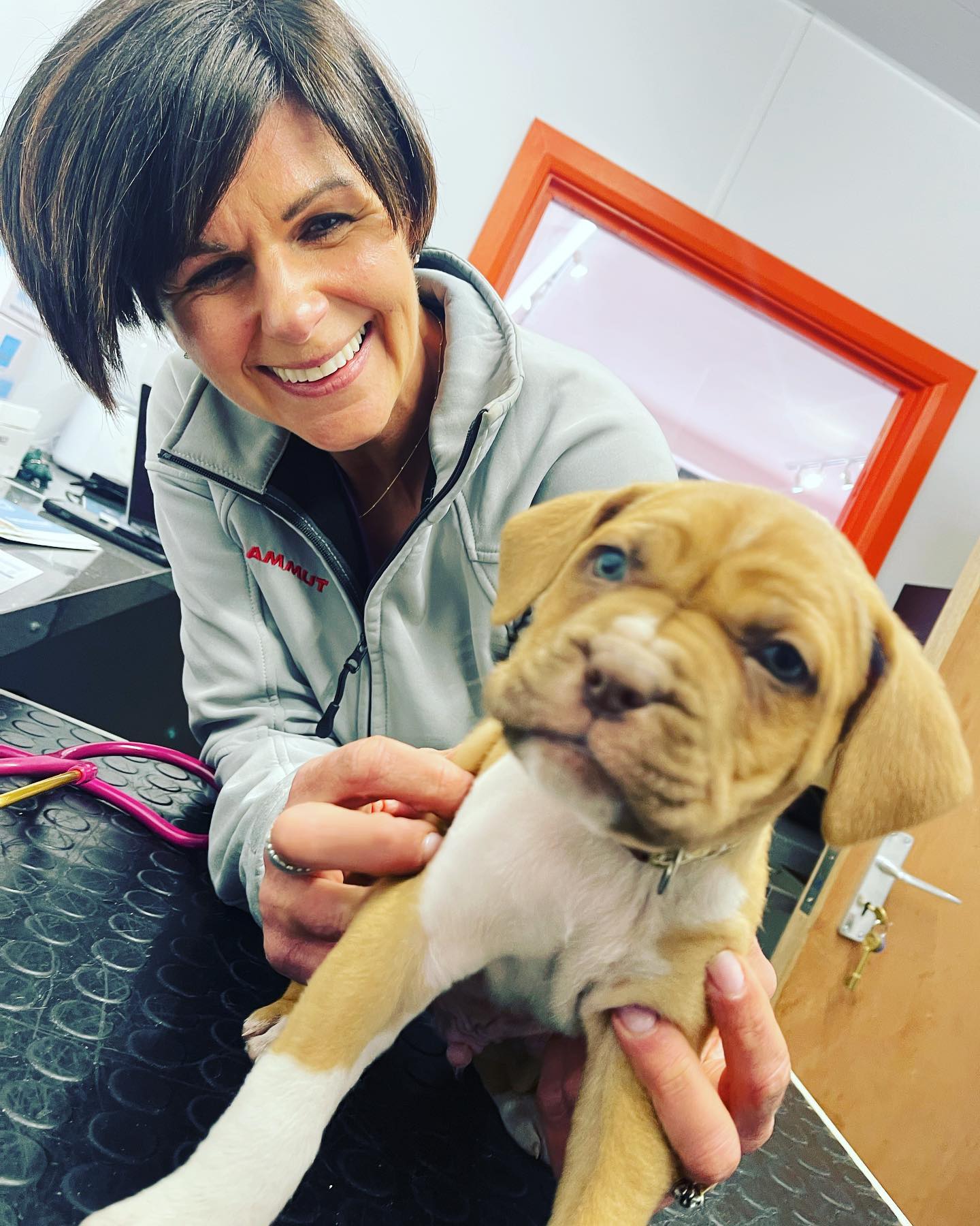 Travelling abroad with your pet | CalmPawz